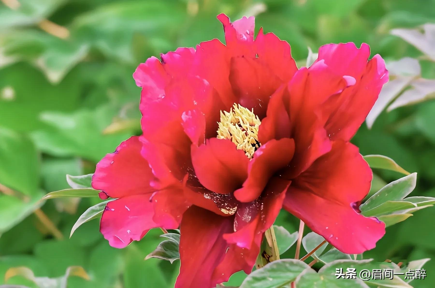 The guardian beyond the sea of flowers - learn about the mysterious ...