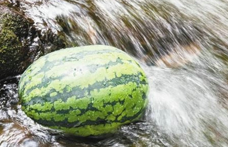 Midsummer Refreshing Watermelon - iNEWS