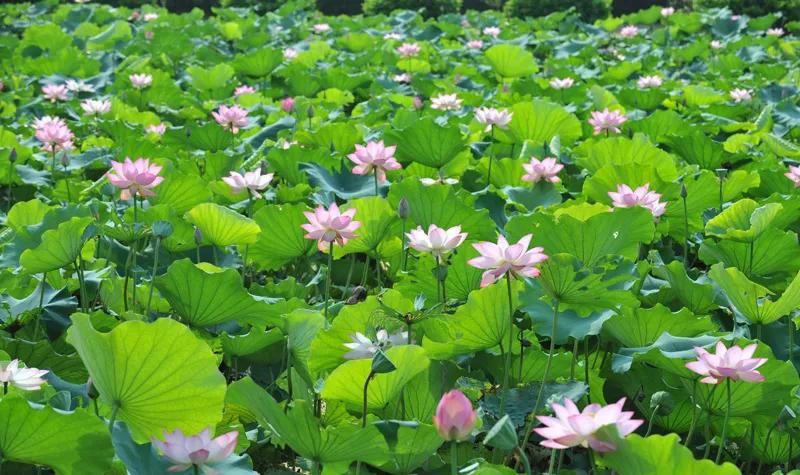 The lotus is blooming, do you know the law of the lotus? - iNEWS