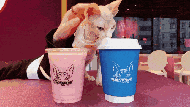 IQ Ranking in the Cat Industry: The most "smart" cats, is your cat ...