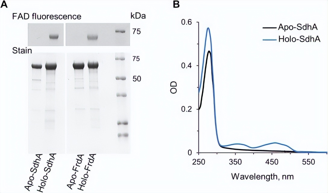Exploring the role of assembly factors in enhancing the covalent ...