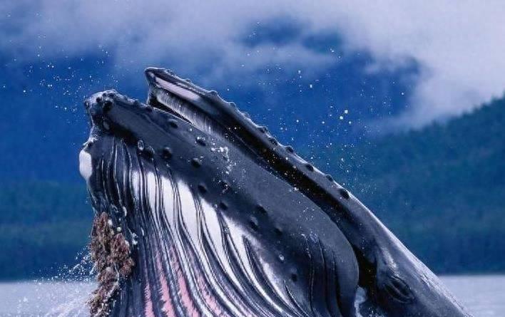 Blue whales defecate up to 2 tons at a time! Revealing the gift of ...