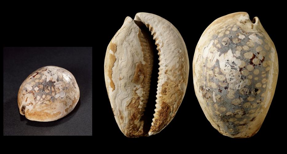 The ancients used shell coins not only as currency, but also in a way ...