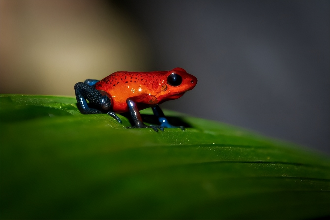 Not to be forgotten! 8 wild animals that have been declared extinct in ...