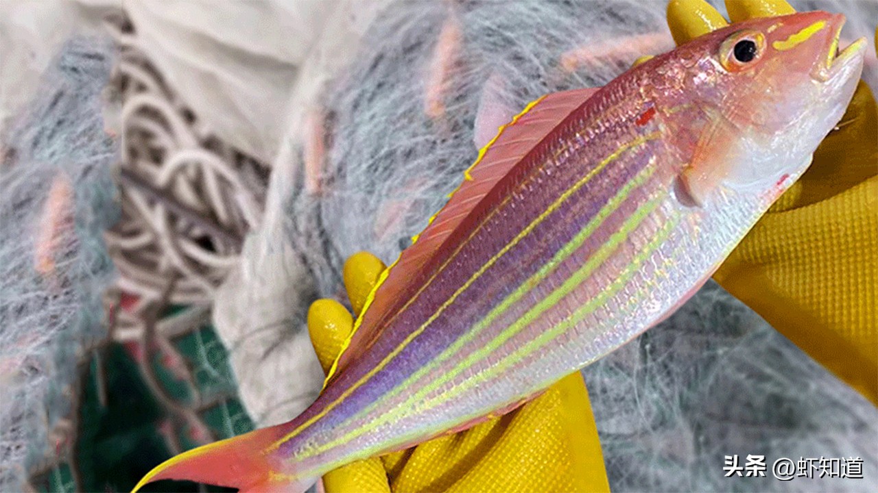 Golden thread fish, is it better to eat red three or knife? How to ...