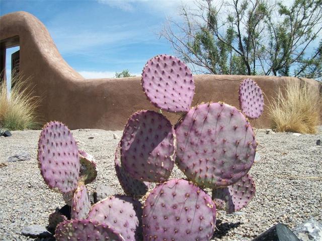Why can camels eat cacti without being afraid to prick their mouths ...