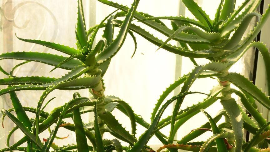 Hundred Flowers Tufu Aloe Vera Dragon Claw Flower - iNEWS