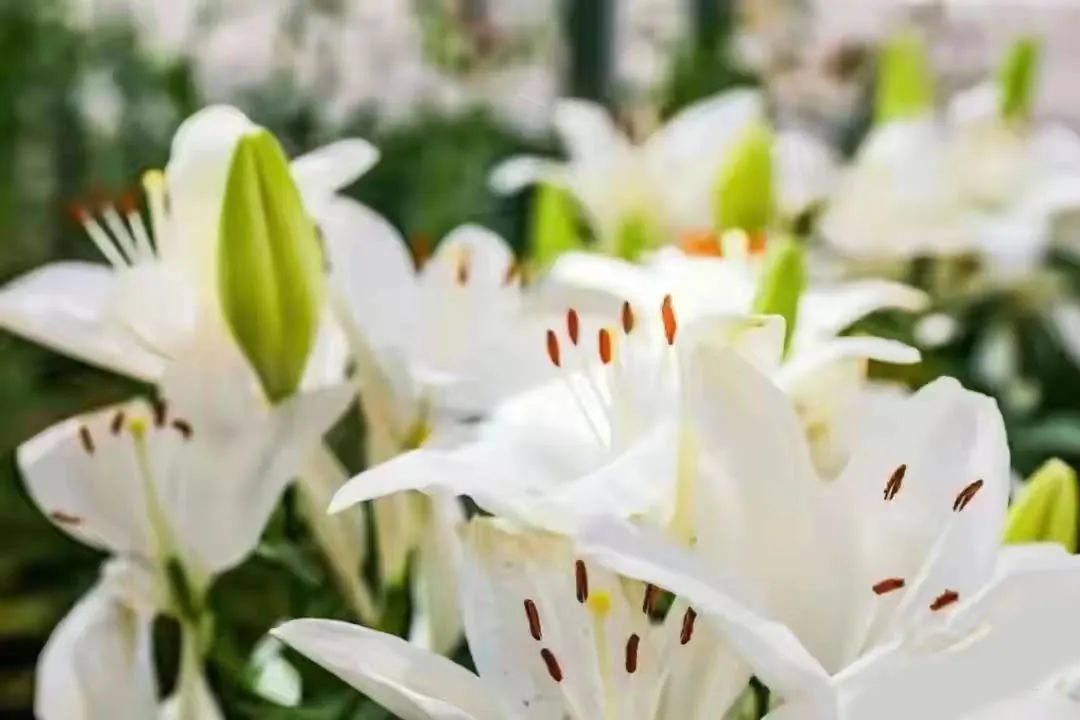 A successful example of the "Lily+" model: China Lily Expo Park (5 ...