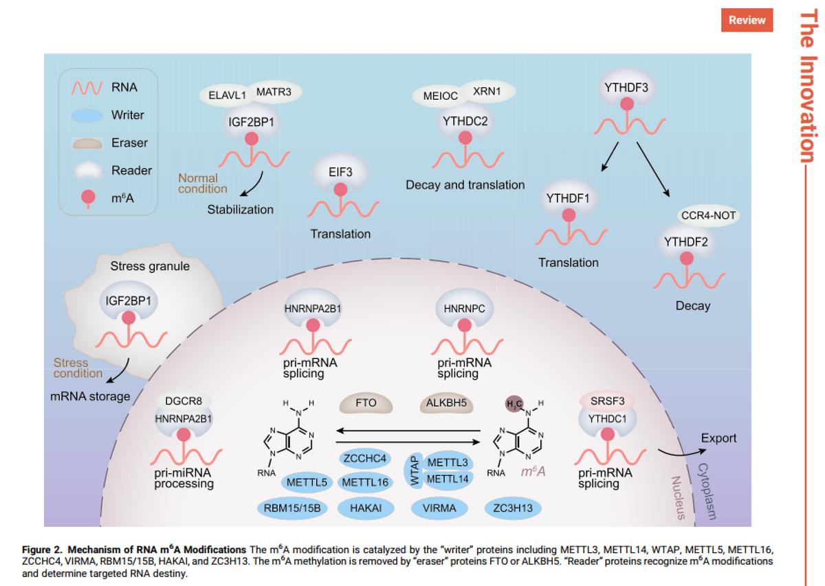 Definitive Review: RNA m6A and Cancer - iNEWS