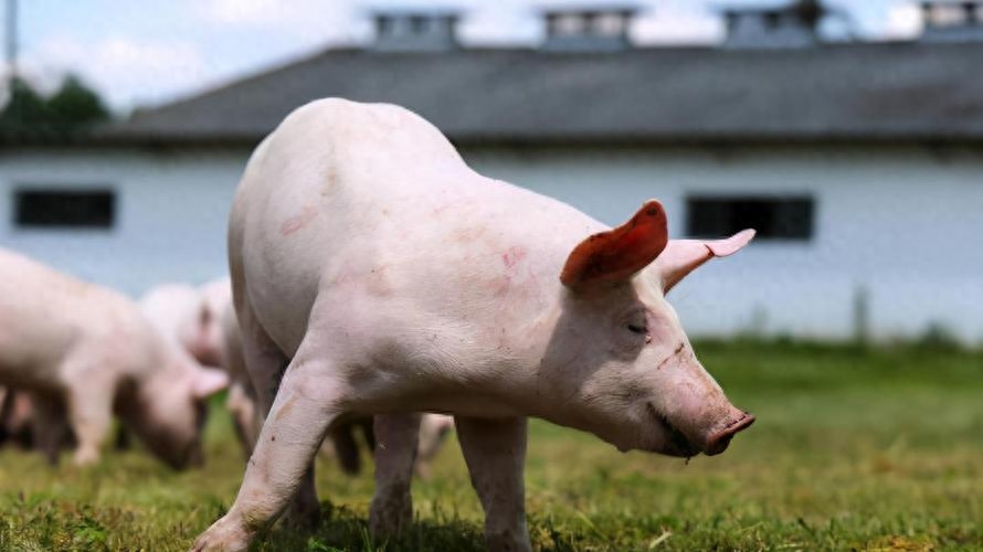 Are pigs the natural enemy of snakes? No matter how poisonous a snake ...