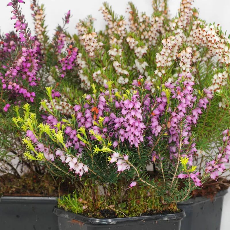 "Little cold-resistant expert" Ou heather blooms as usual at minus 20 ...