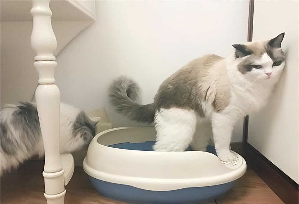 No more worries about cat constipation: reveal the cause and solve it ...
