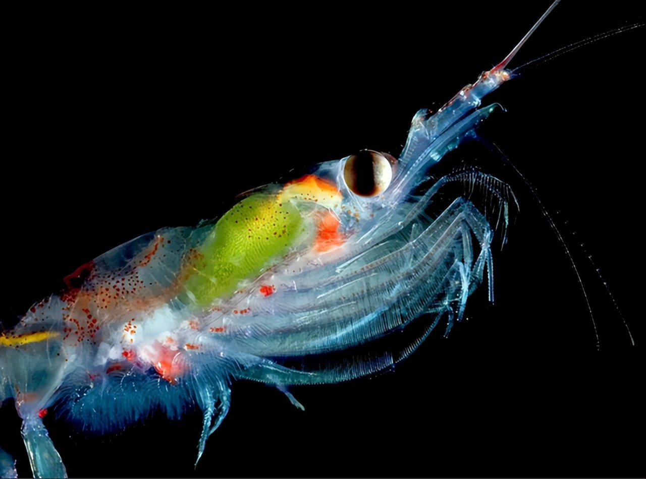 One billion tons of krill discovered in Antarctica, how fierce is the ...