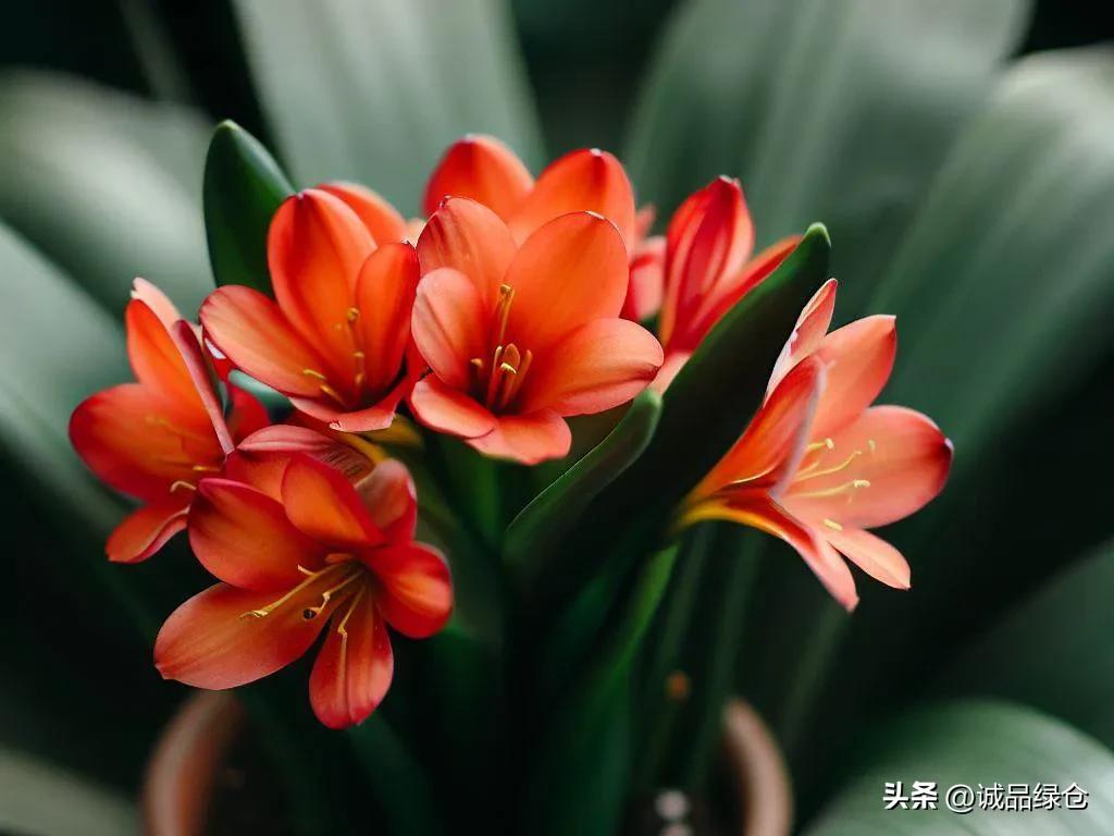 Clivia doesn't grow new leaves? But wait, check out these maintenance ...