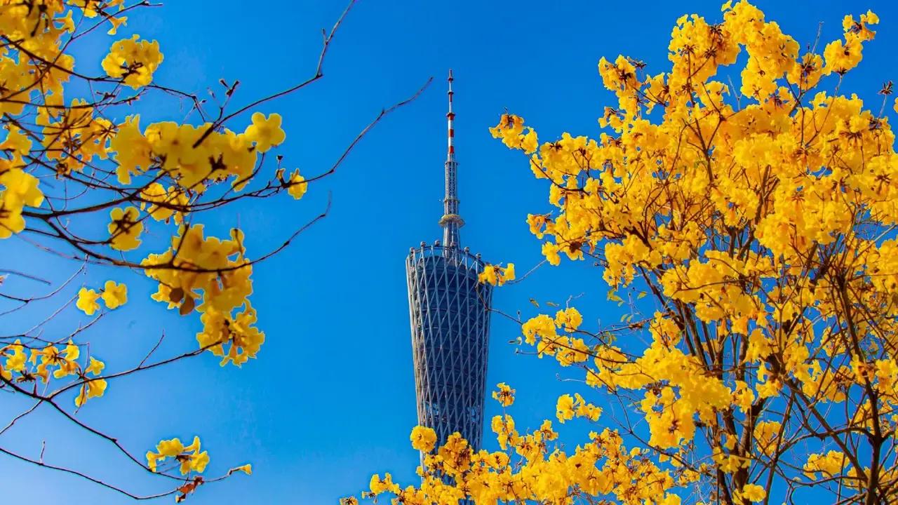 Guangzhou in March is full of flowers and beautiful!Amazing spring, but ...