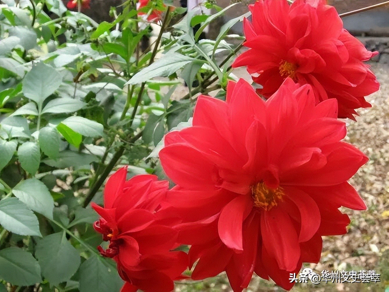 Autumn in Jindui, Huazhou - the harvest is rich and colorful - iNEWS