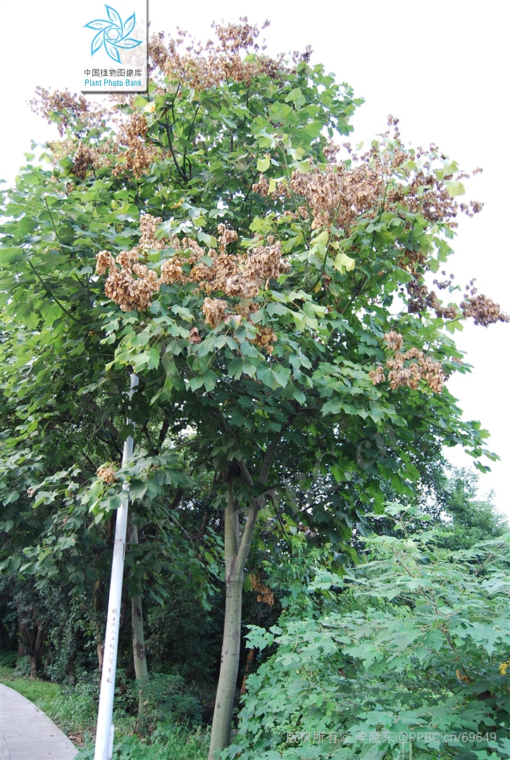 Lament: Everyone knows about the French plane tree, but few people know ...