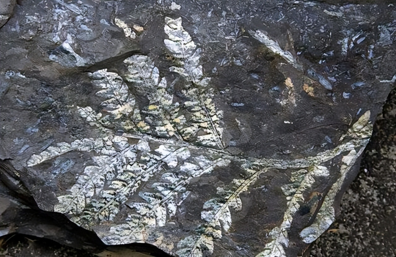 How is the 100-meter-thick coal formed in nature? There are many ...