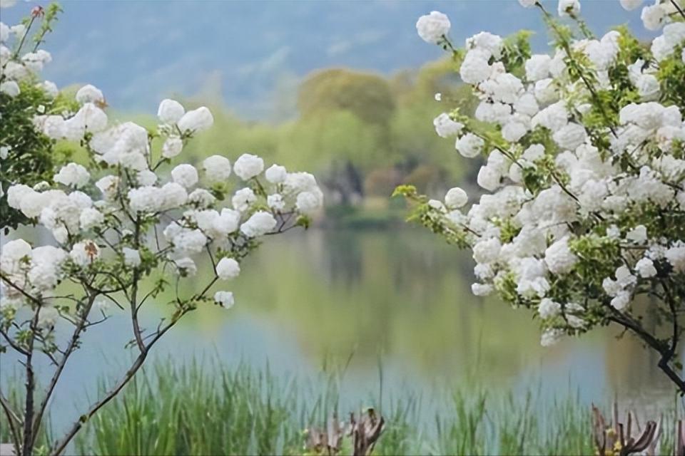 Hydrangea, only for green, amazing April day in the world - iMedia