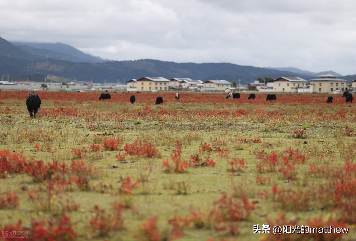 Diqing, Yunnan: Autumn dyes Shangri-La, attracting visitors with ...