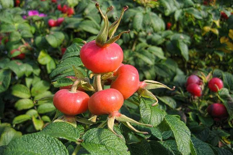 Sour and slightly sweet - rose hips - iNEWS