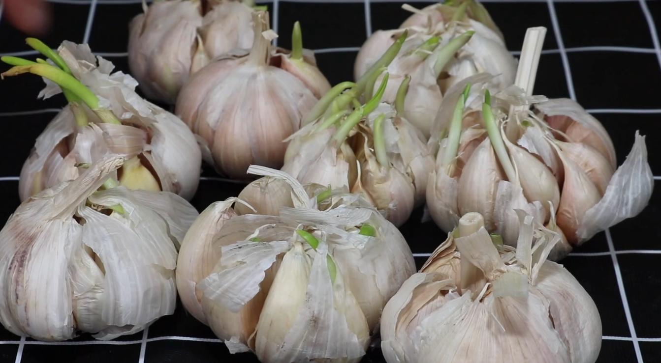 Don't throw away the germinated garlic, soak it in water, it solves ...
