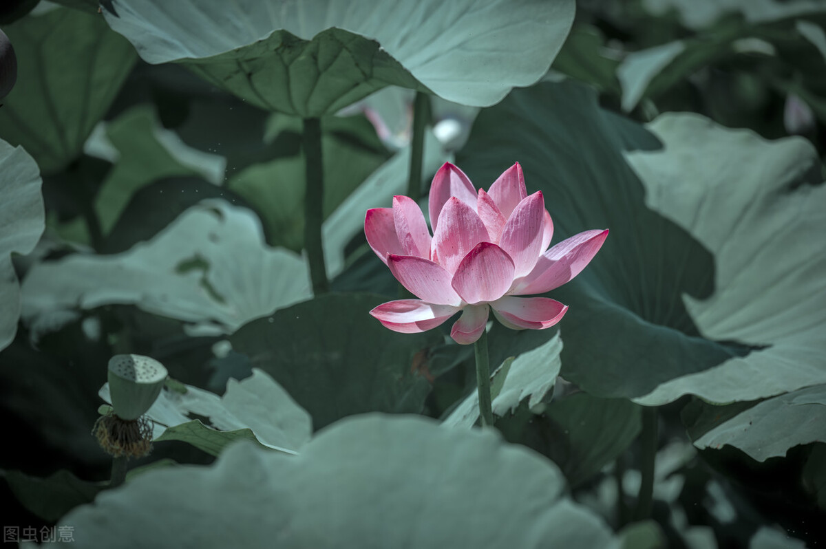 In September, the 3 constellations are overjoyed, the peach blossoms ...