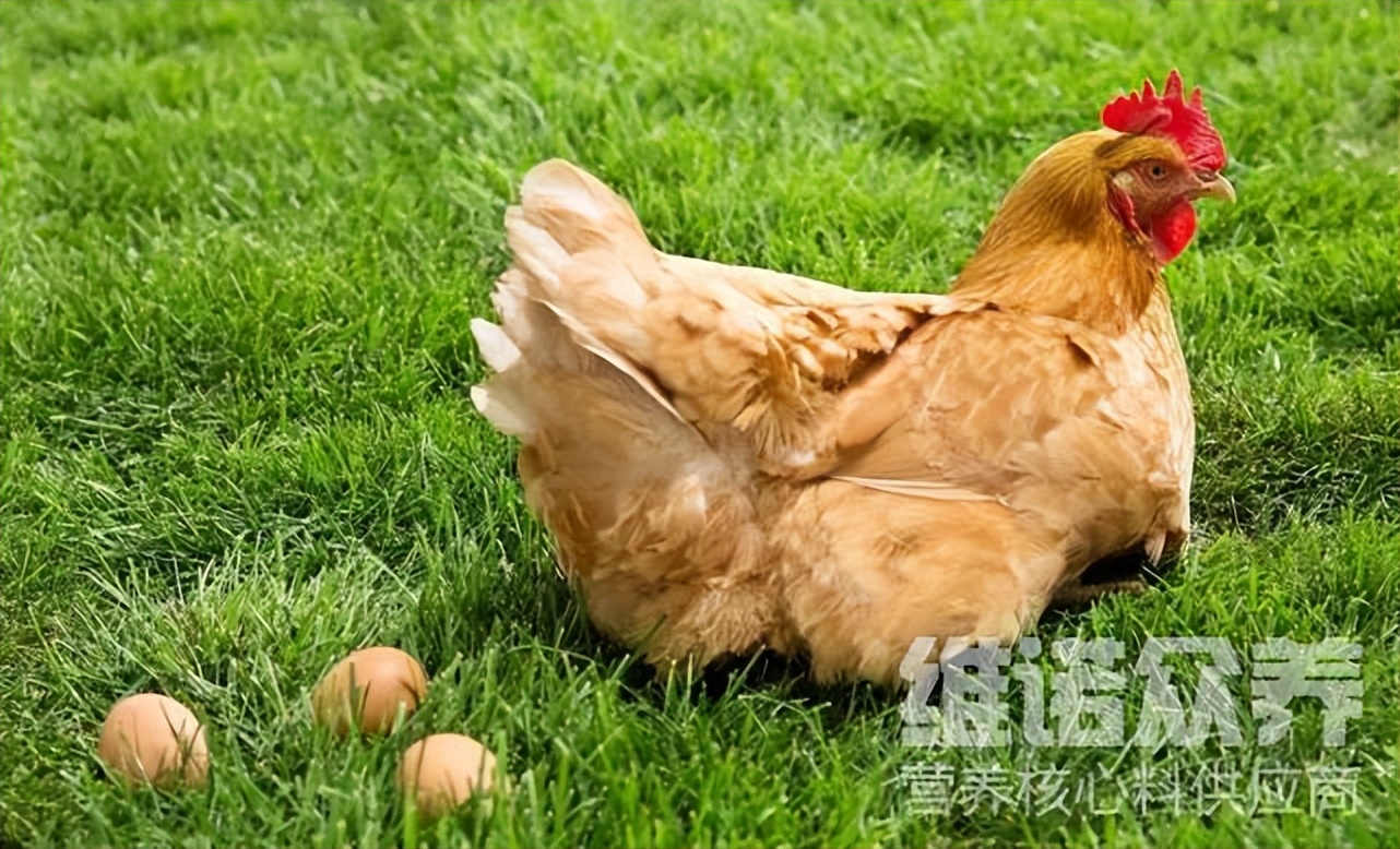 How to feed chickens to lay eggs quickly, laying hen premix feed ...