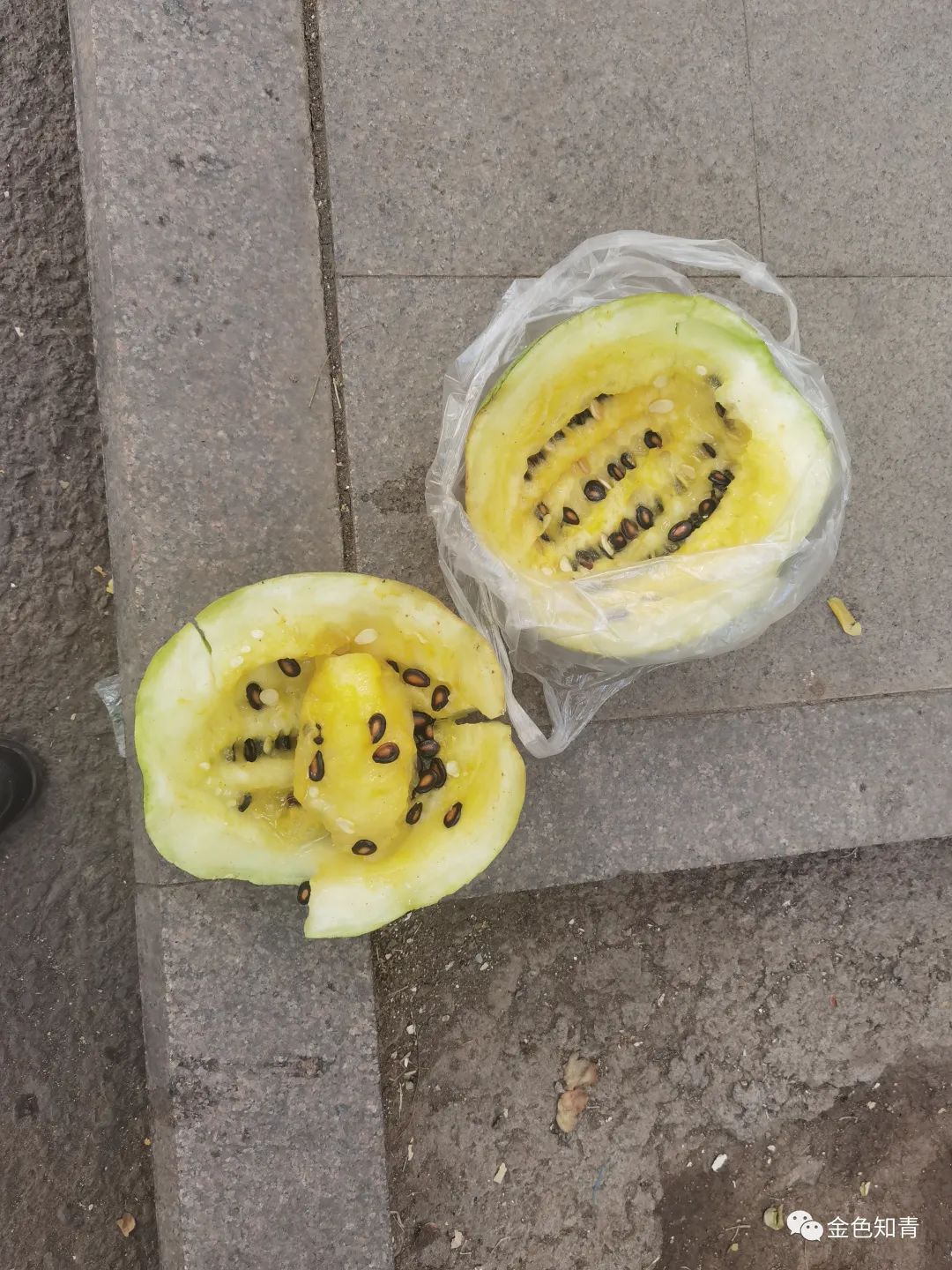 Autumn seed melon - iNEWS