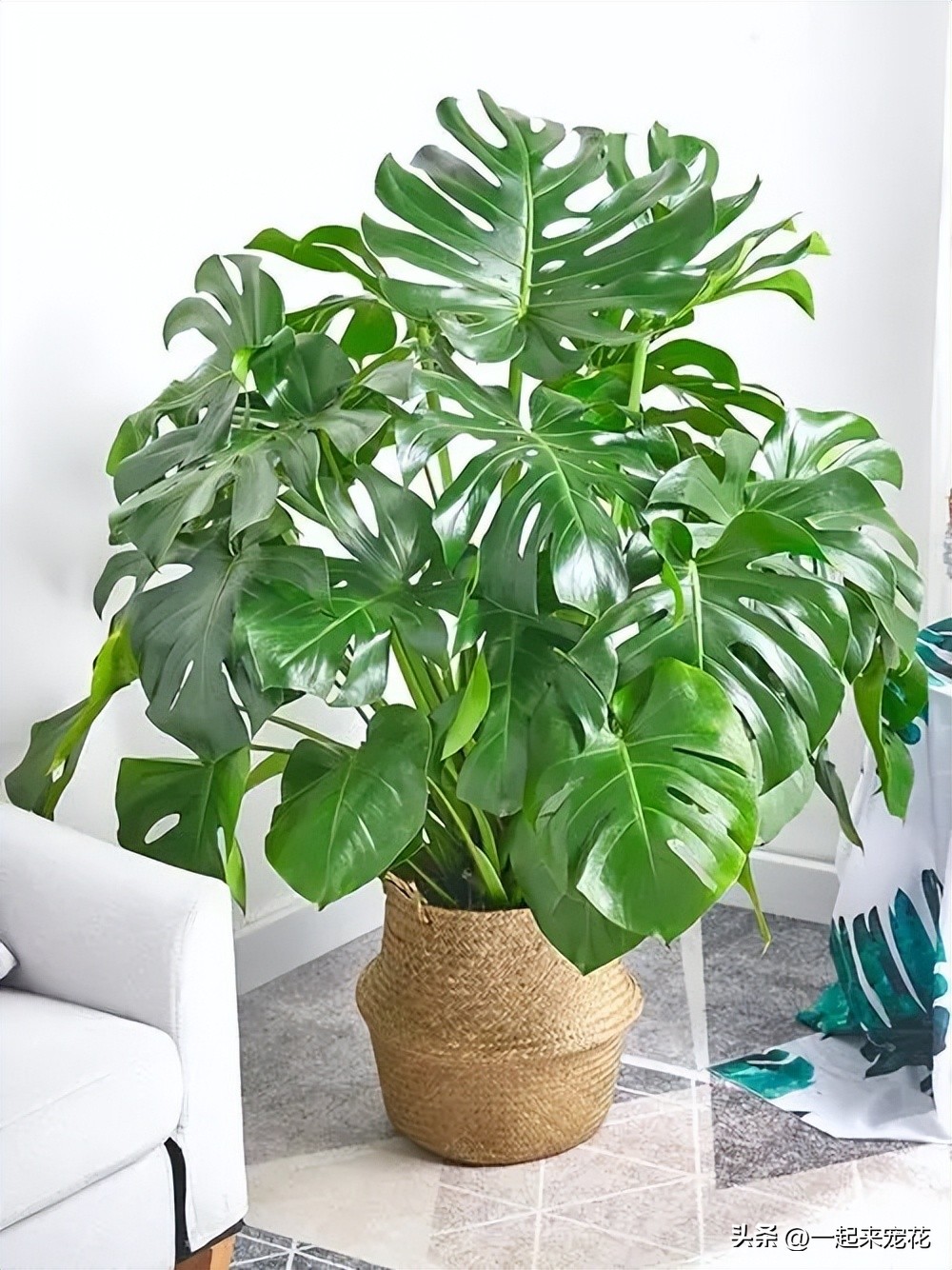 Raising monstera in the dog days, teach you a few tips, safe summer ...