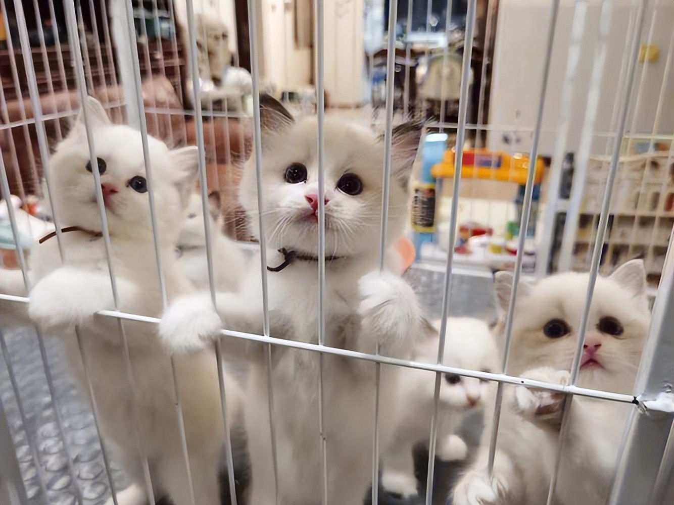 What will be the end of a long-term "caged" cat? - iMedia