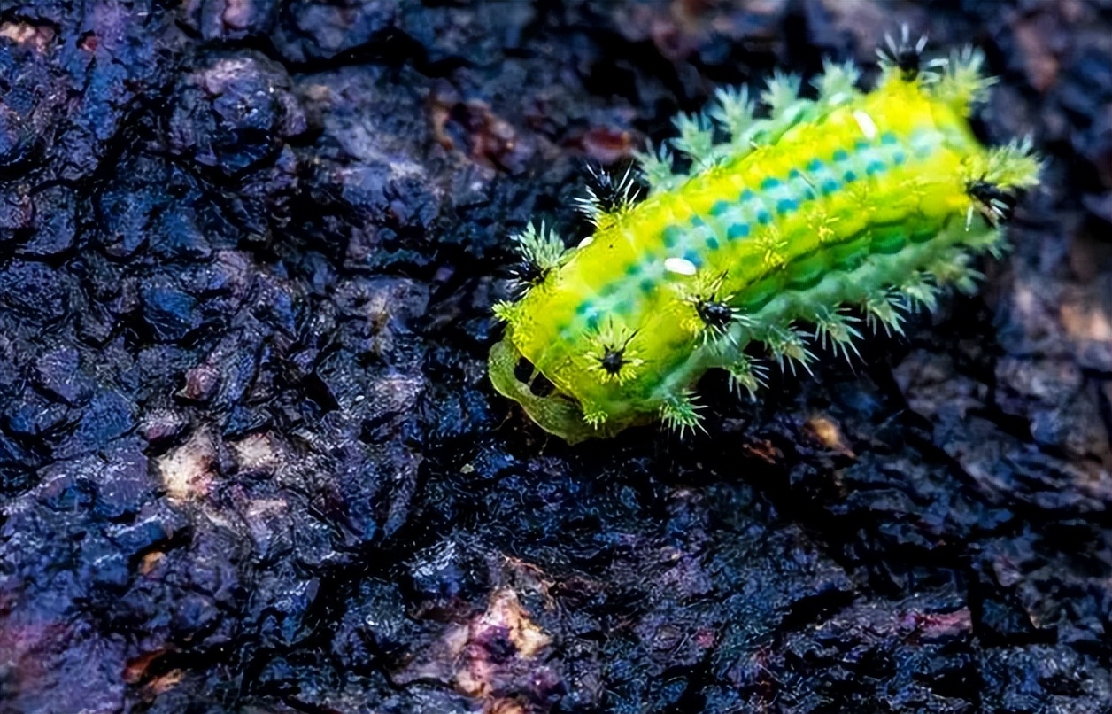 What kind of insect is the pest "foreign hot pepper"? Why is it so ...