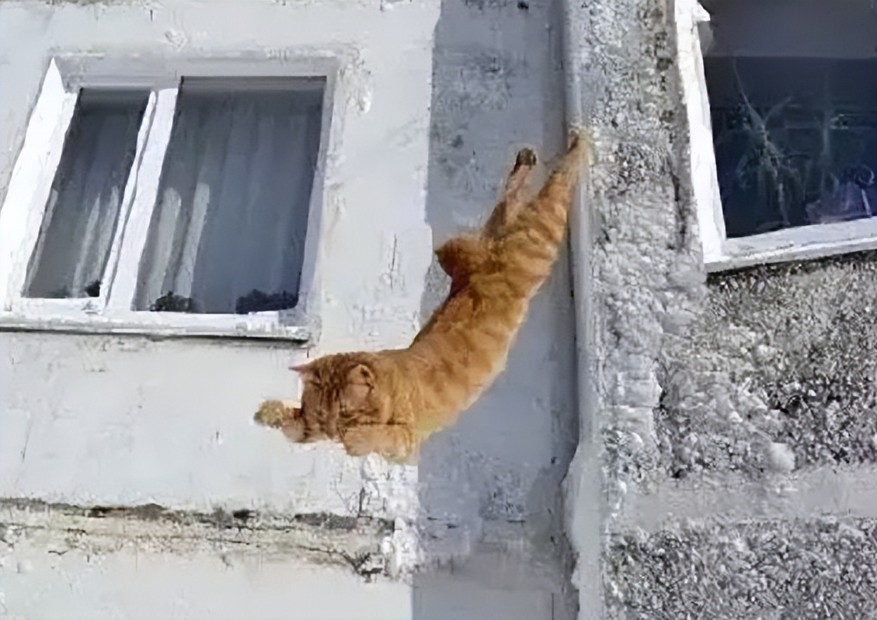 Why are cats most prone to falling from buildings? - iNEWS