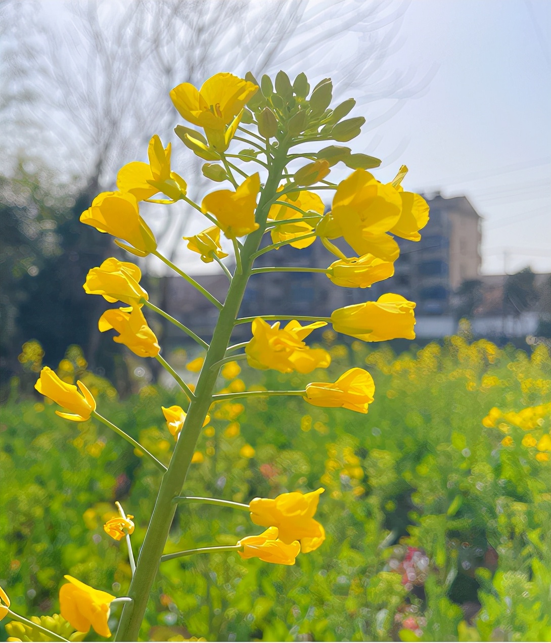 Yangzhou canola flowers bloom in early spring!Here is a treasure trove ...