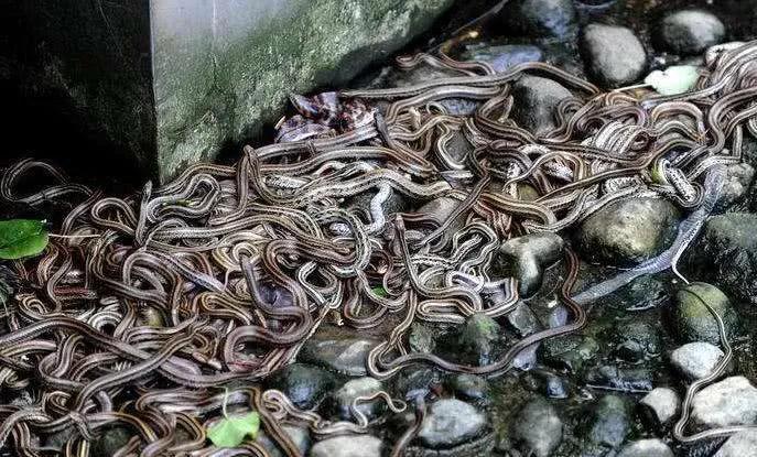 Hell on Earth! There are 5 snakes per square meter on Snake Island in ...
