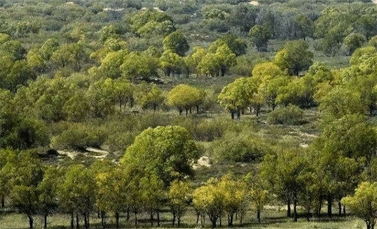 The Mu Us Desert, once barren and barren for hundreds of years, is now ...