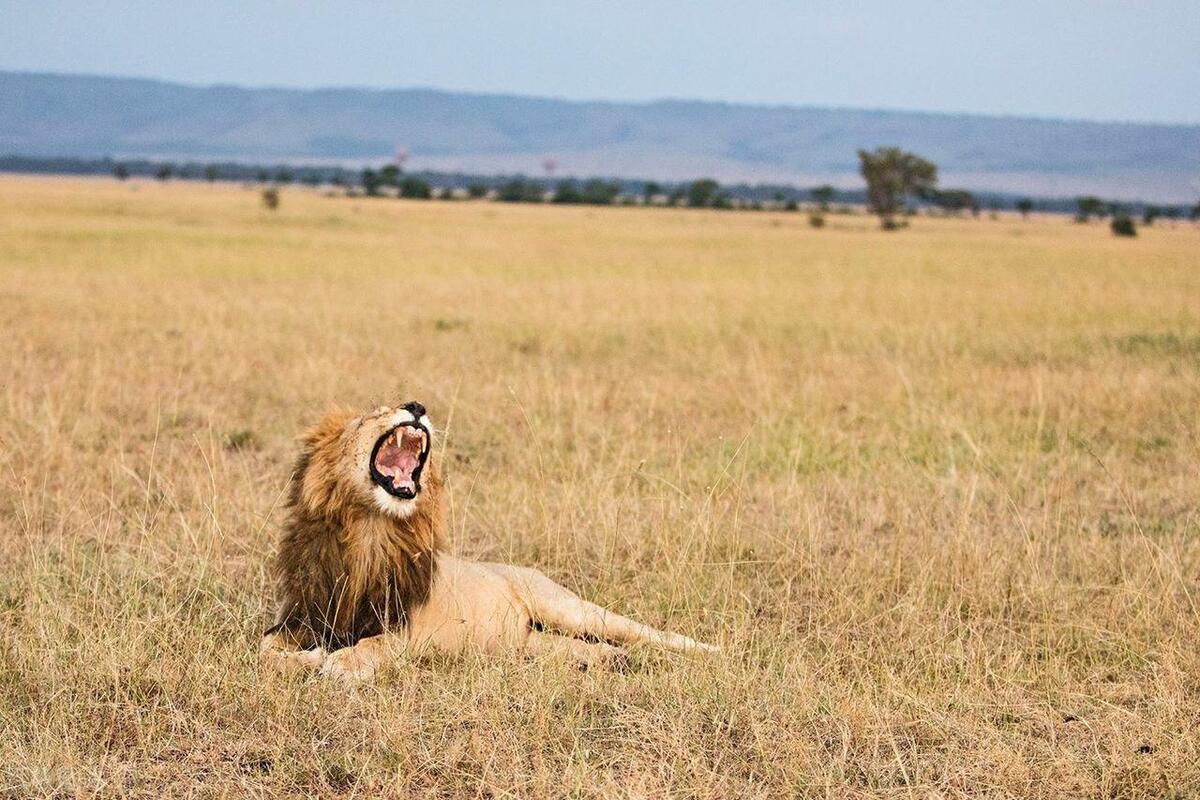 The legendary story of Zeus, the lion king, swept across the entire ...