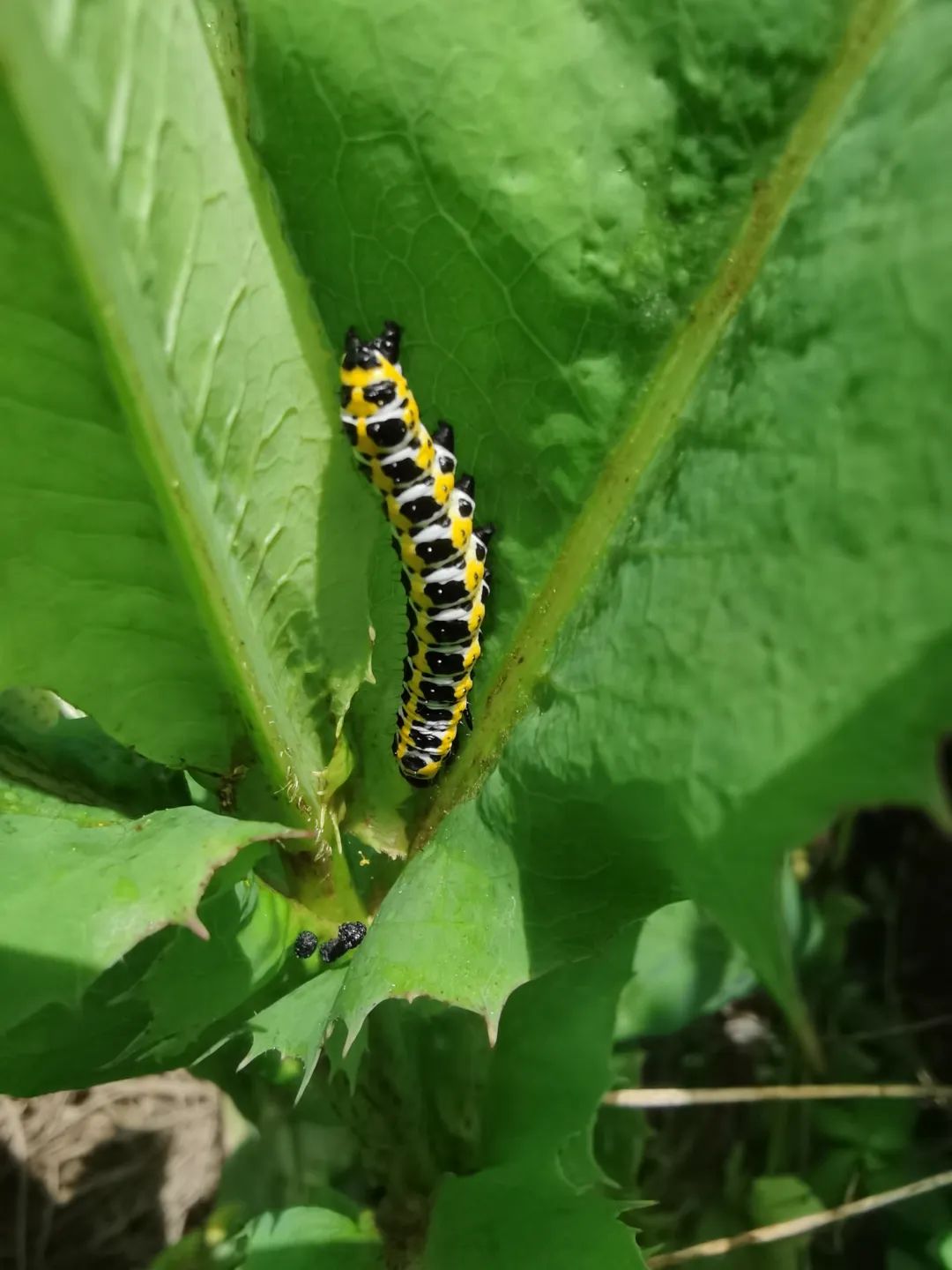 Yellow robe monster-- Cucullia pustulata Eversmann, 1842 - iNEWS