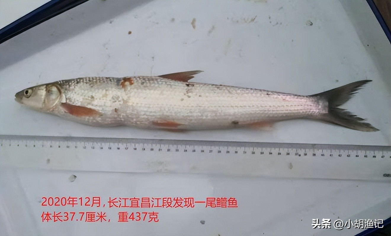 A mysterious fish species appeared in Dongting Lake. It was declared ...