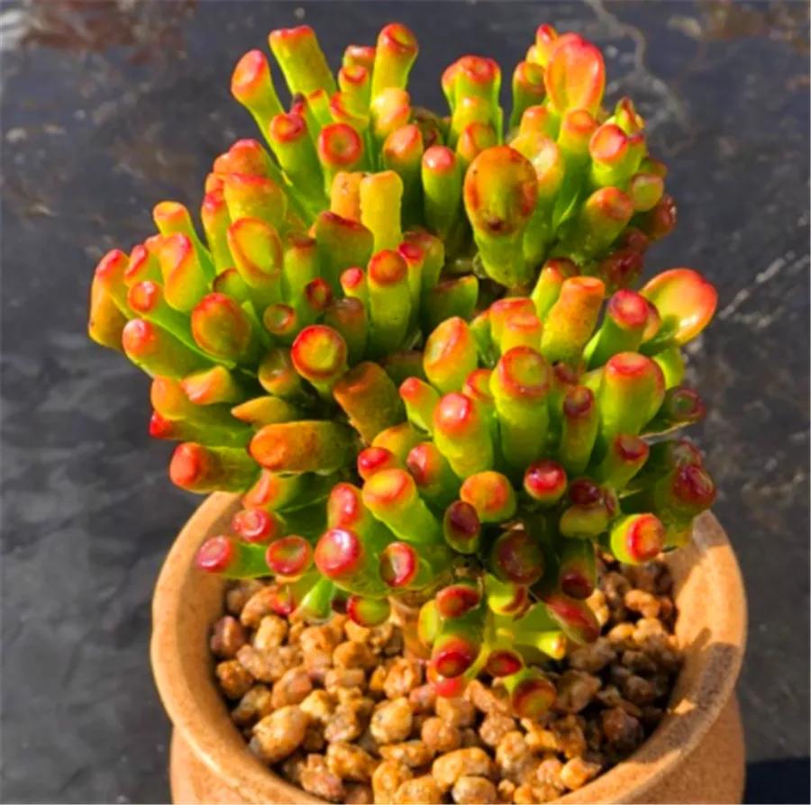 4 kinds of "noble flowers", attracting wealth and happiness, it is ...