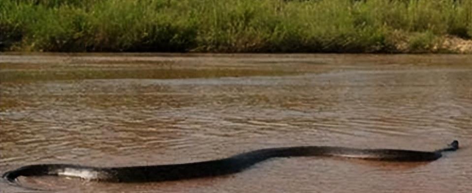 Is it true or false that when the Three Gorges Dam was built, a 100 ...