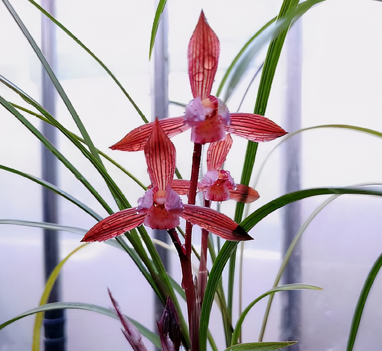 This precious orchid is the favorite of "old gardeners". - iNEWS