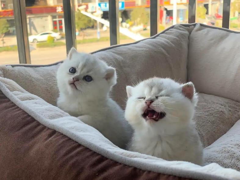 "Tired" of raising silver gradient cats?Understand its shortcomings ...