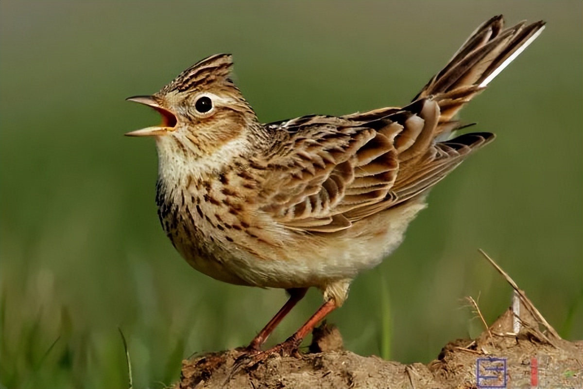 A Corner of Haibei Feature 3 - He Qing Haiyan - iMedia