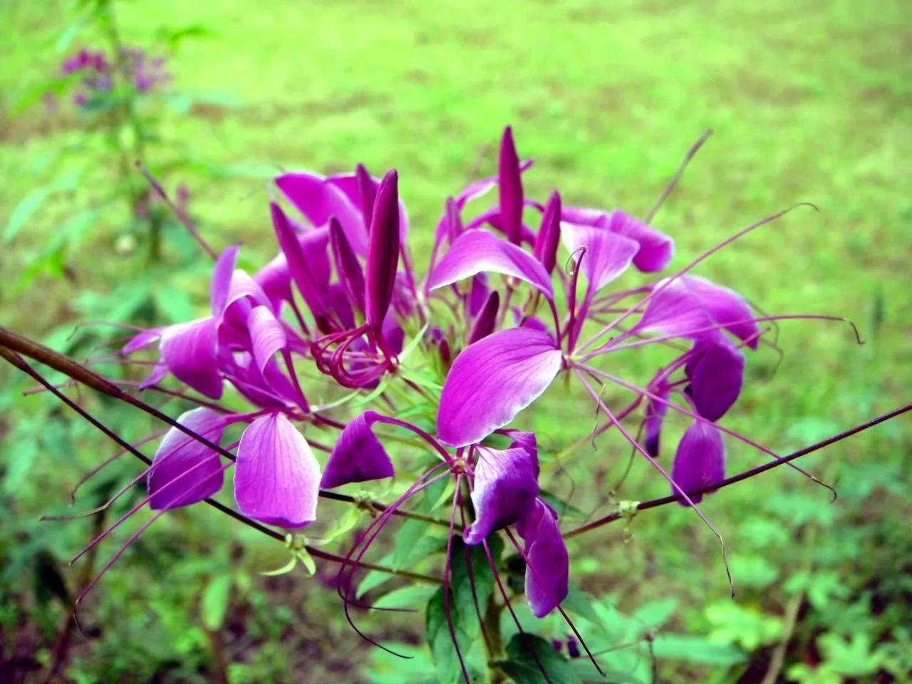 Beautiful drunk butterfly flower, intoxicating and beautiful - iNEWS