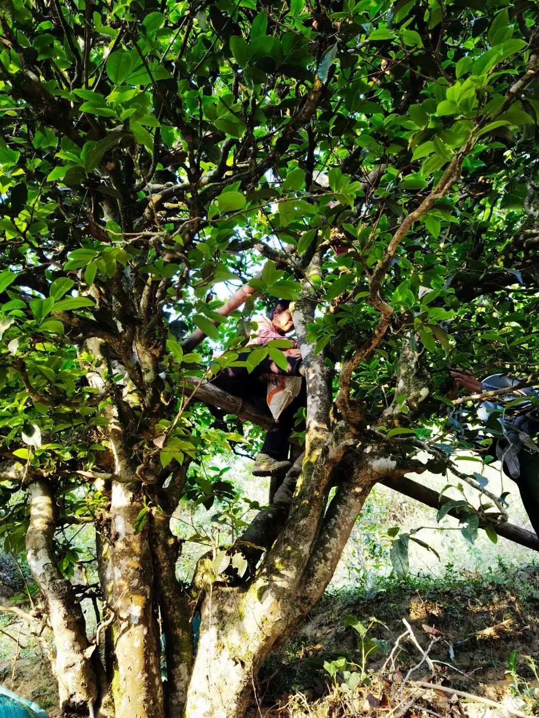 The value and existence significance of ancient Pu'er tea - iNEWS