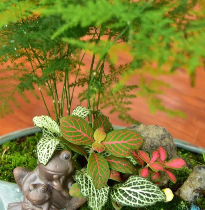 How to raise reticulate grass?Do "4 points", the leaves are bright and ...