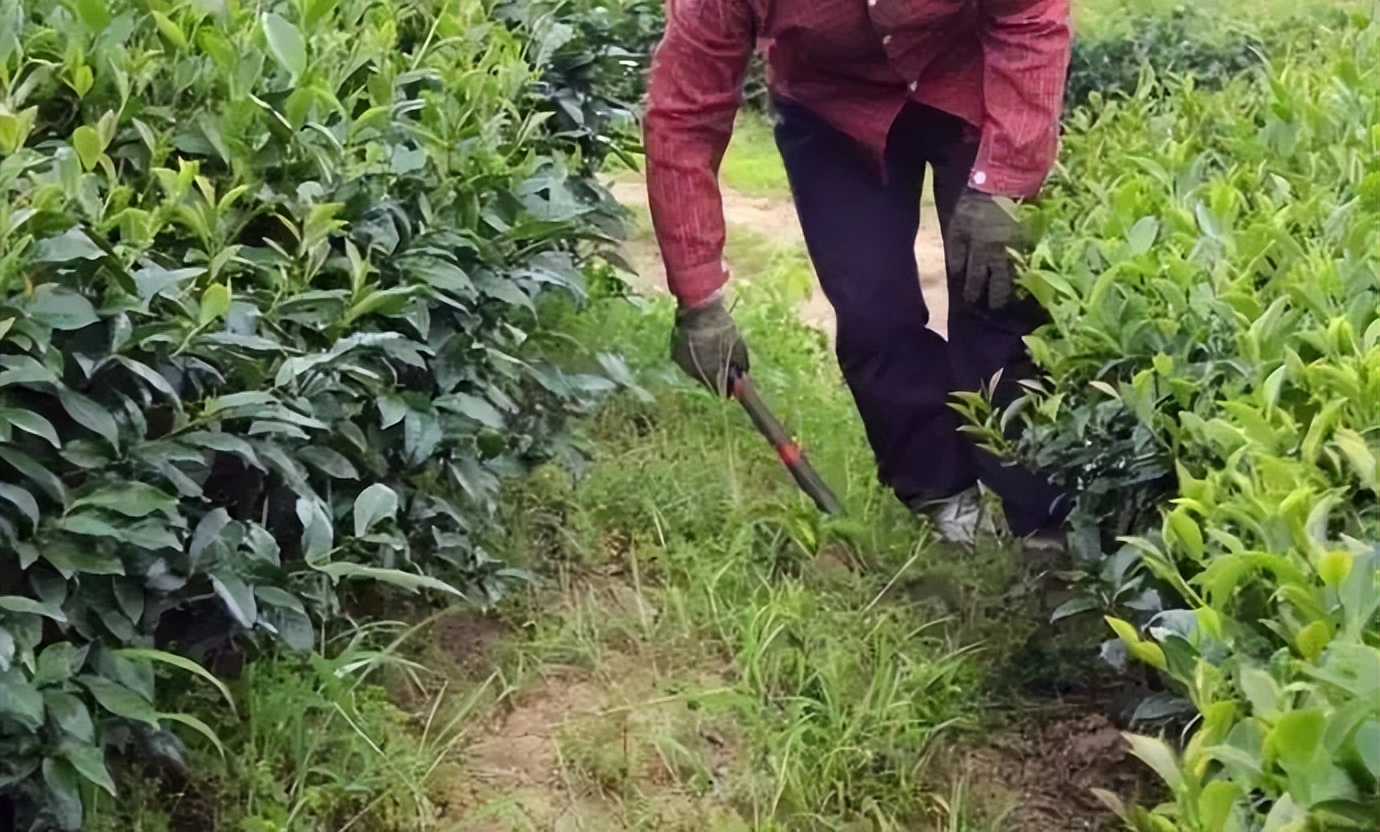 What you need to know about tea garden management after the drought is ...