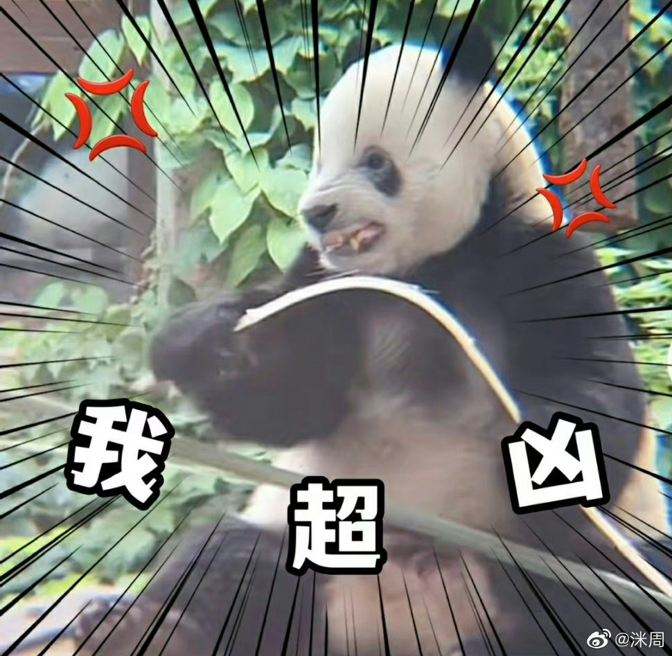 Have you ever seen a panda breaking bamboo with its face? Come and see ...