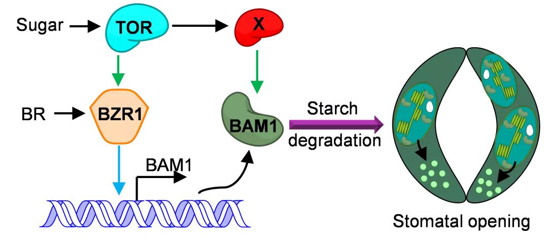 Bai Mingyi's research group reveals the mechanism by which sugar ...